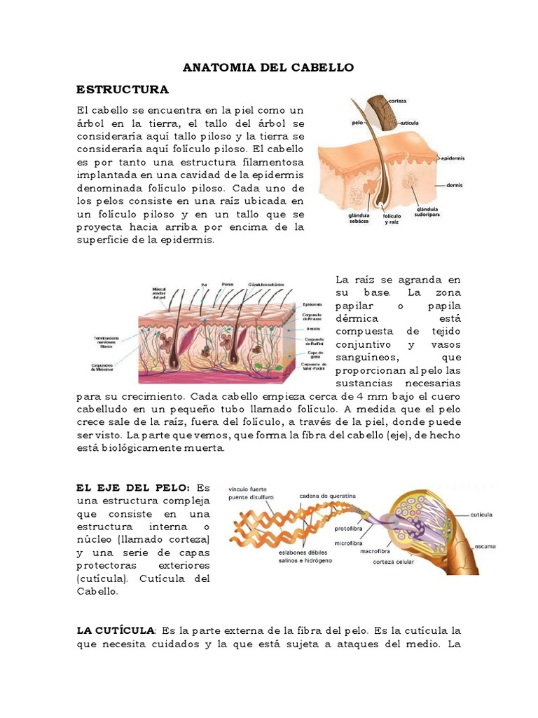 Anatomia Del Cabello | PDF | Pelo | Sistema tegumentario