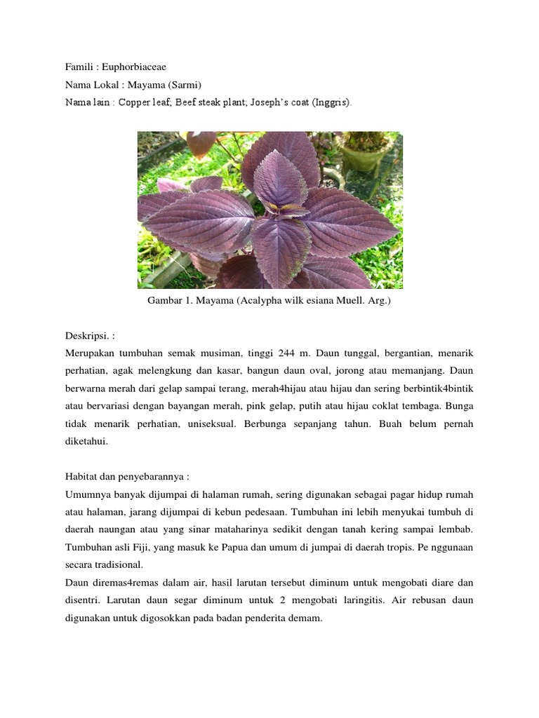 TOT Daun Mayana | PDF
