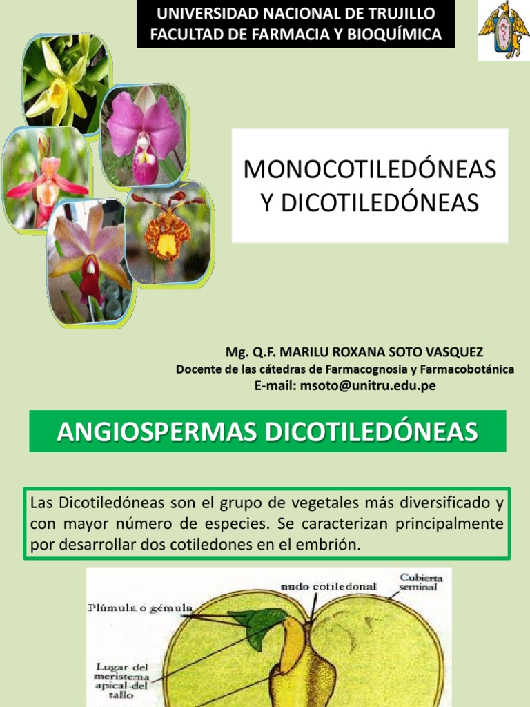 Monocotiledóneas y Dicotiledóneas | Tallo de la planta | Ajo