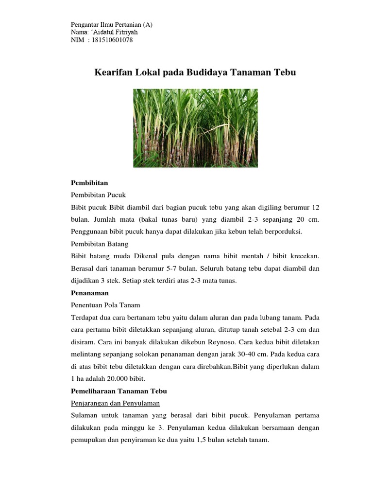 Kearifan Lokal Pada Budidaya Tanaman Tebu | PDF