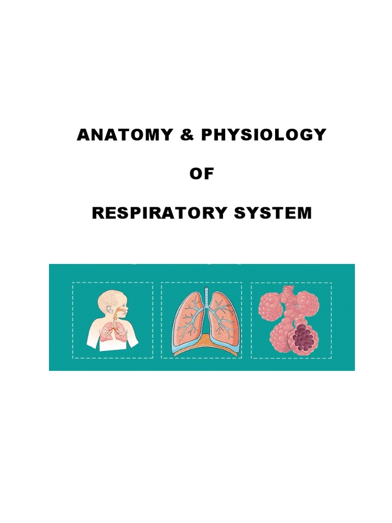 Respiratory System Anatomy & Functions | PDF | Respiratory Tract | Lung