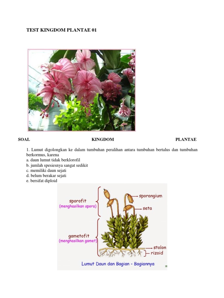 Test Kingdom Plantae 01 | PDF