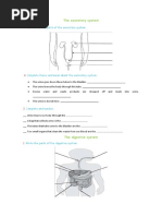 Urinary System Worksheet | PDF | Kidney | Urinary System