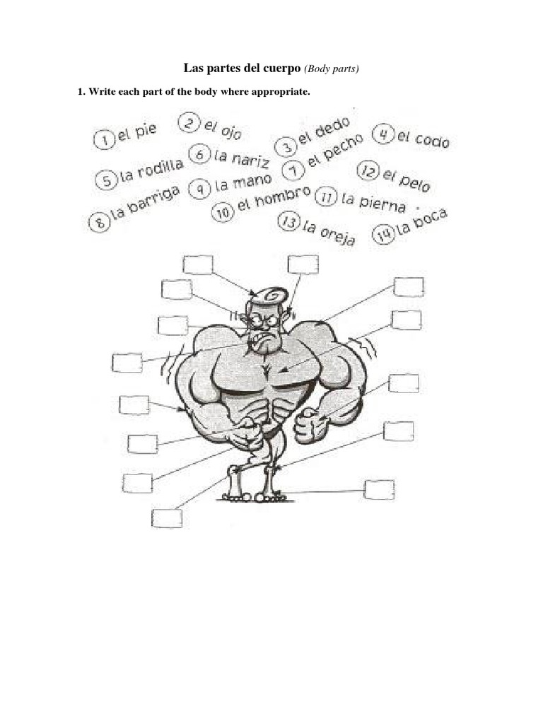 Las Partes Del Cuerpo Ejercicio | PDF