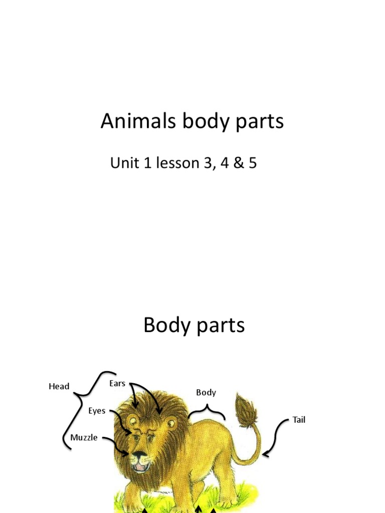 Identifying Animal Body Parts: A Visual Guide to Common Features of ...
