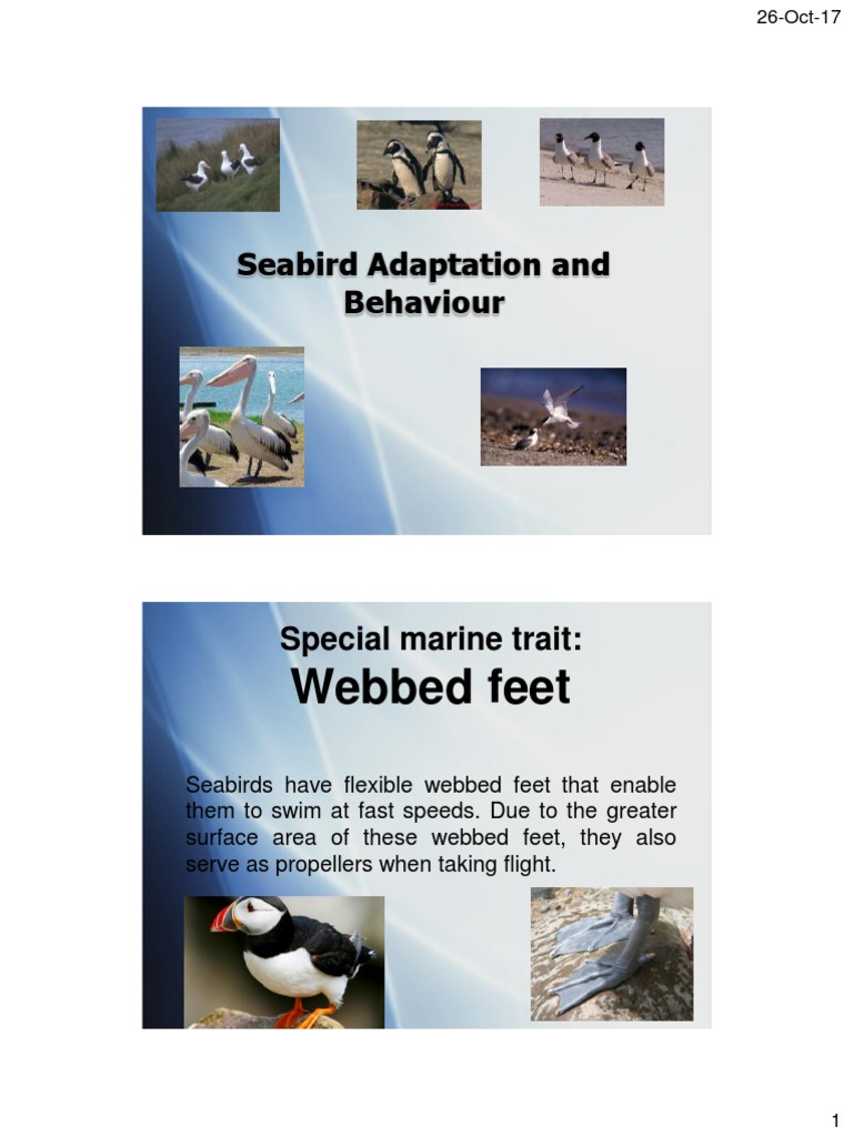 Webbed Feet: Seabird Adaptation and Behaviour | PDF | Seabird | Penguin