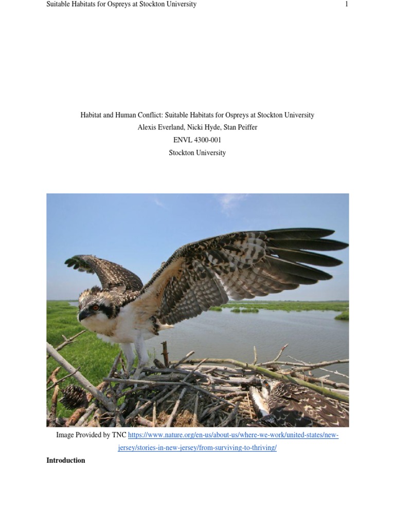 Osprey | PDF | Bird Migration | Birds