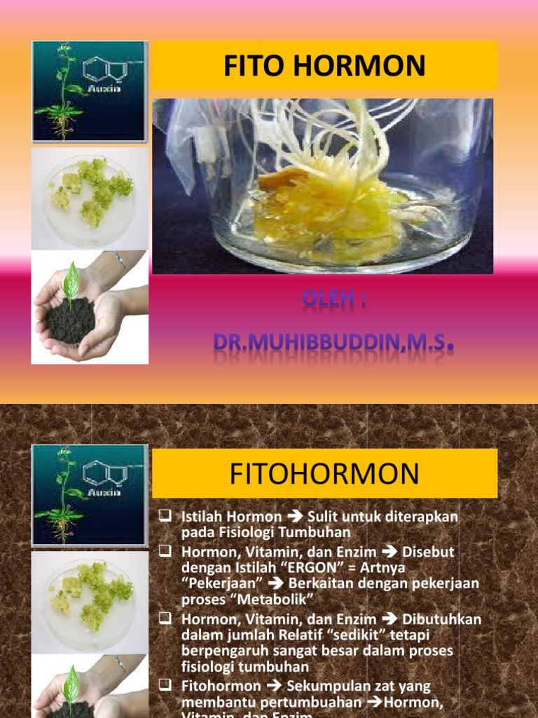 Hormon dan Fitohormon pada Tumbuhan | PDF | Sains & Matematika