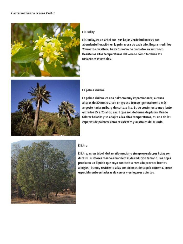Plantas Nativas de La Zona Centro | PDF