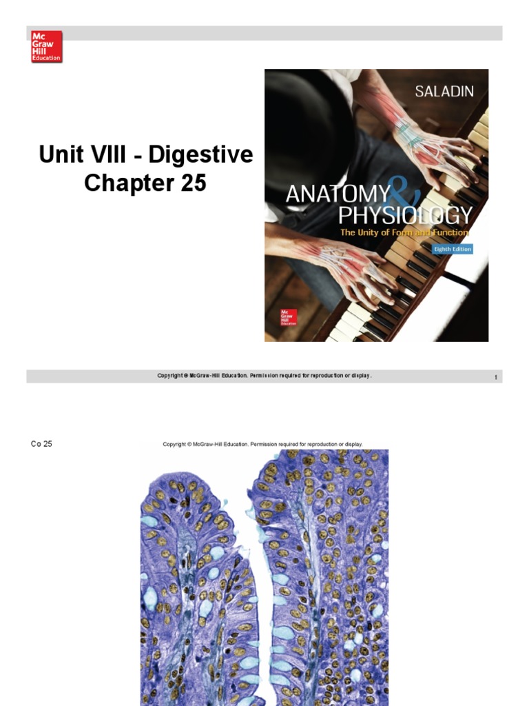 Unit VIII Power Point Slides | PDF | Stomach | Liver