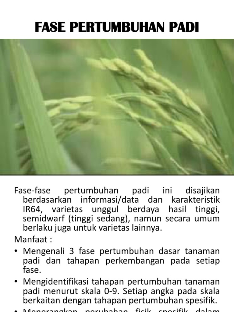 46+ Gambar Fase Pertumbuhan Tanaman Padi Kekinian - Informasi Seputar ...