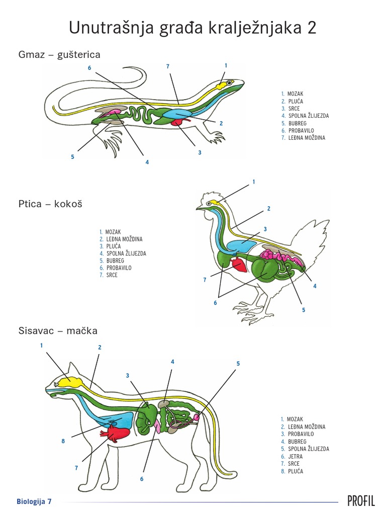 Unutrasnja Gradja Kraljeznjaka 2 | PDF