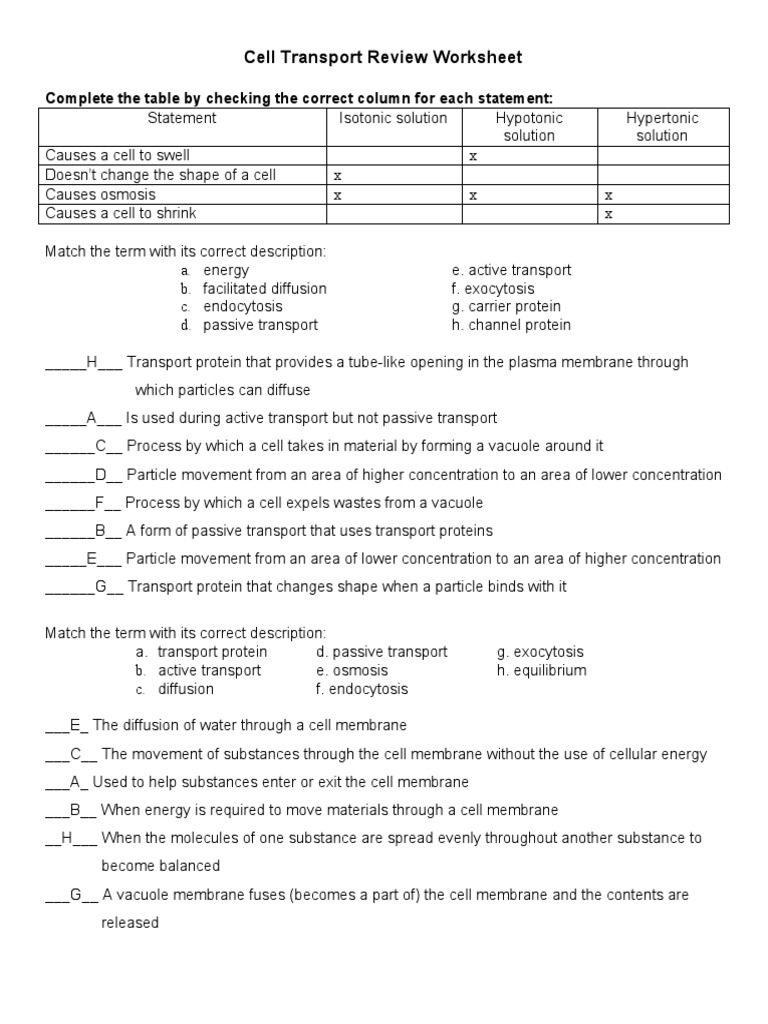 Cell Transport Review Worksheet | PDF | Osmosis | Cell Membrane