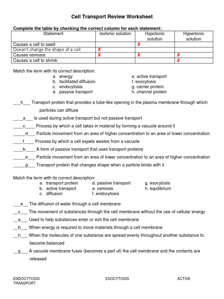 Cell Transport Review Worksheet | PDF | Osmosis | Cell Membrane