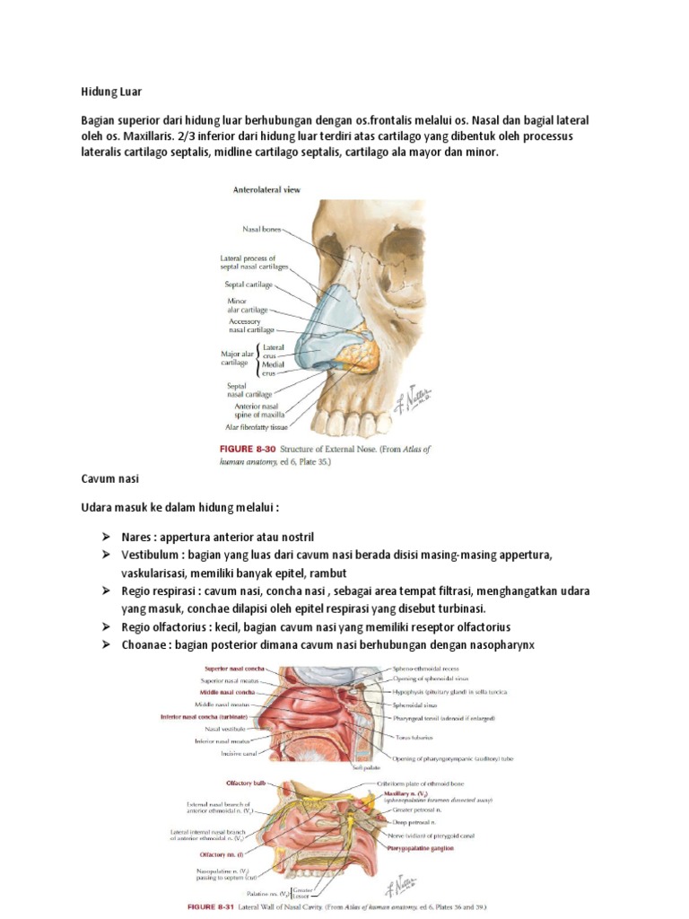 Anatomi Netter | PDF