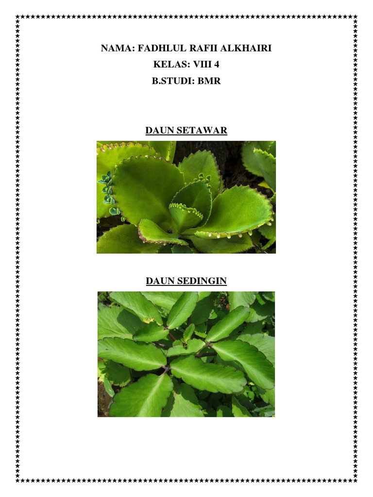 Daun Daun | PDF