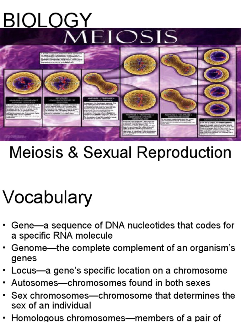 Biology: Meiosis & Sexual Reproduction | PDF