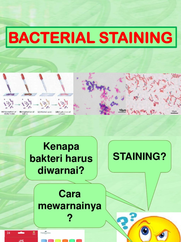 6-Pewarnaan-Bakteri GRAM | PDF
