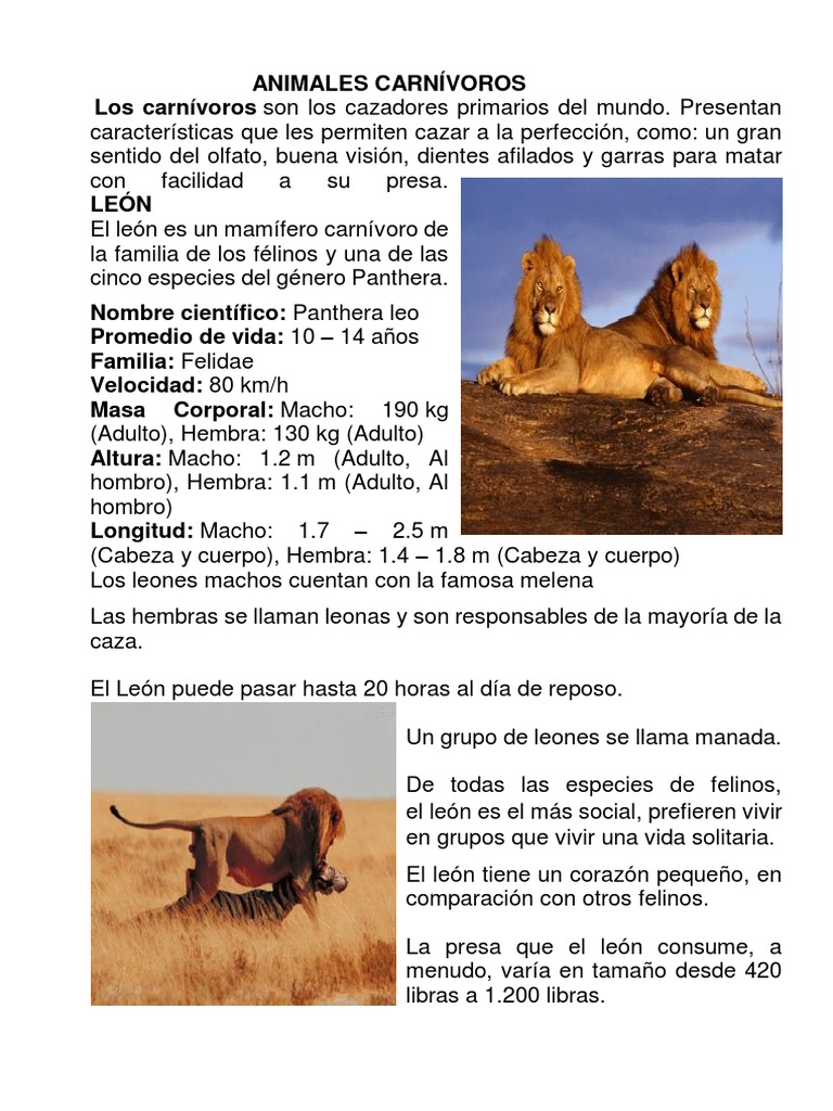 ANIMALES CARNÍVOROS 2.1..pdf | León | Tigre