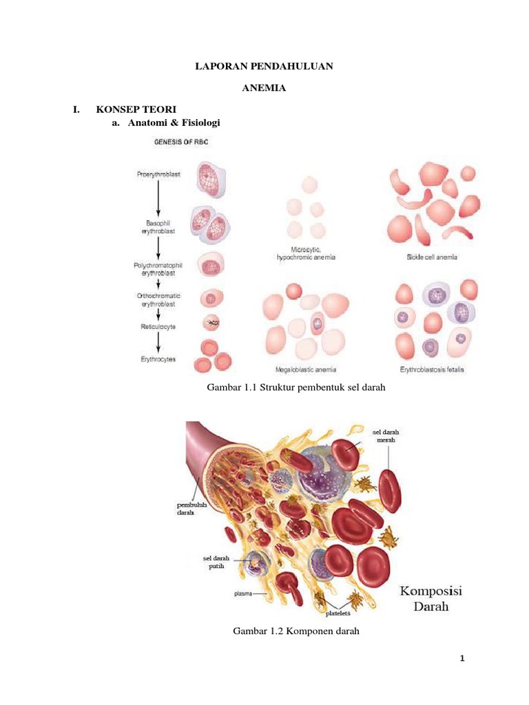LP Anemia | PDF