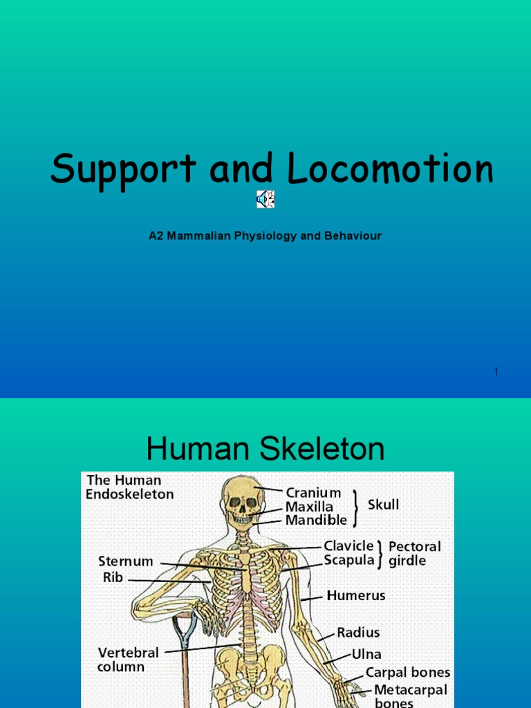 Mammalian Support and Locomotion Guide | PDF