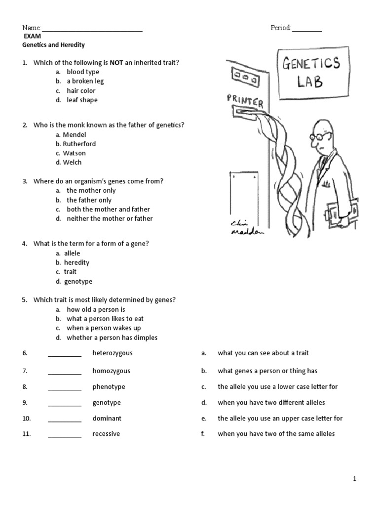 7th Grade Genetics Test | PDF | Dominance (Genetics) | Zygosity