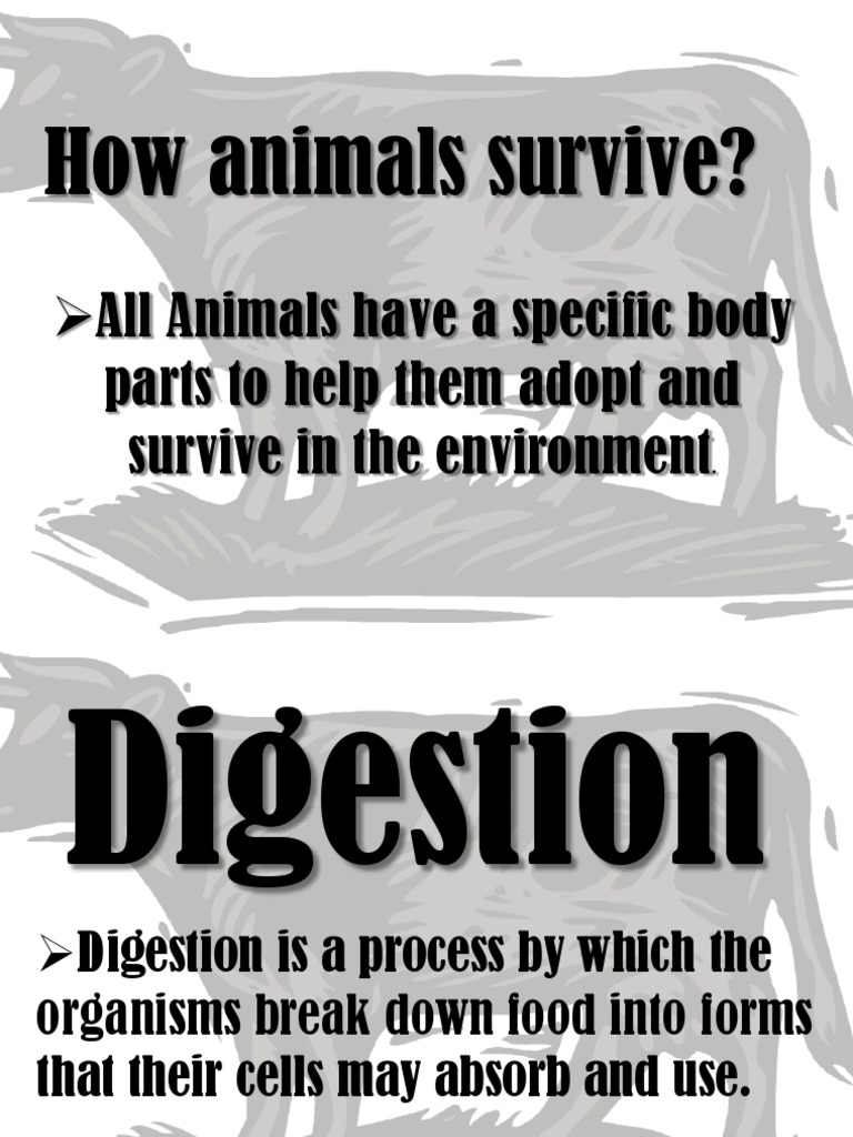 Animal Survival: Digestion, Respiration, and Nervous Systems | PDF ...