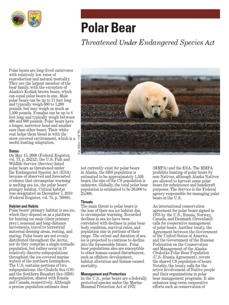 Polar Bear: Threatened Under Endangered Species Act | PDF | Polar Bear ...