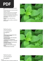 Damong Maria: Herbal Benefits and Uses | PDF | Wellness | Medical