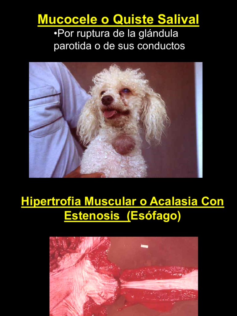 Enfermedades Esofágicas en Animales | PDF | Cocina, comidas y vino ...