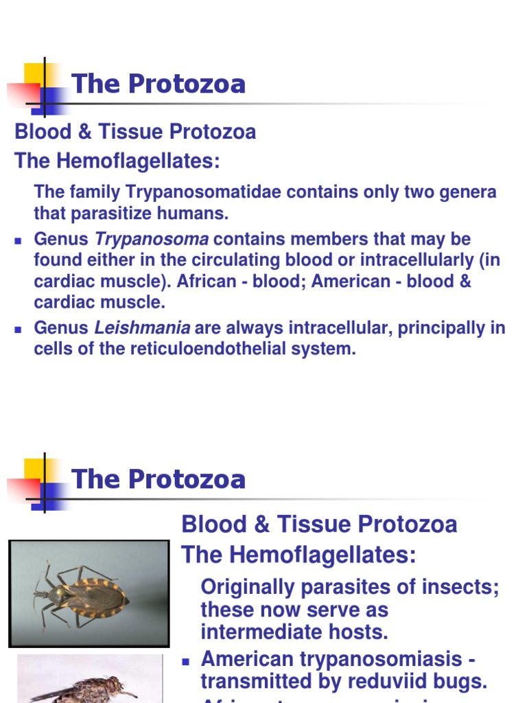 Blood & Tissue Protozoa The Hemoflagellates | PDF | Veterinary Medicine ...