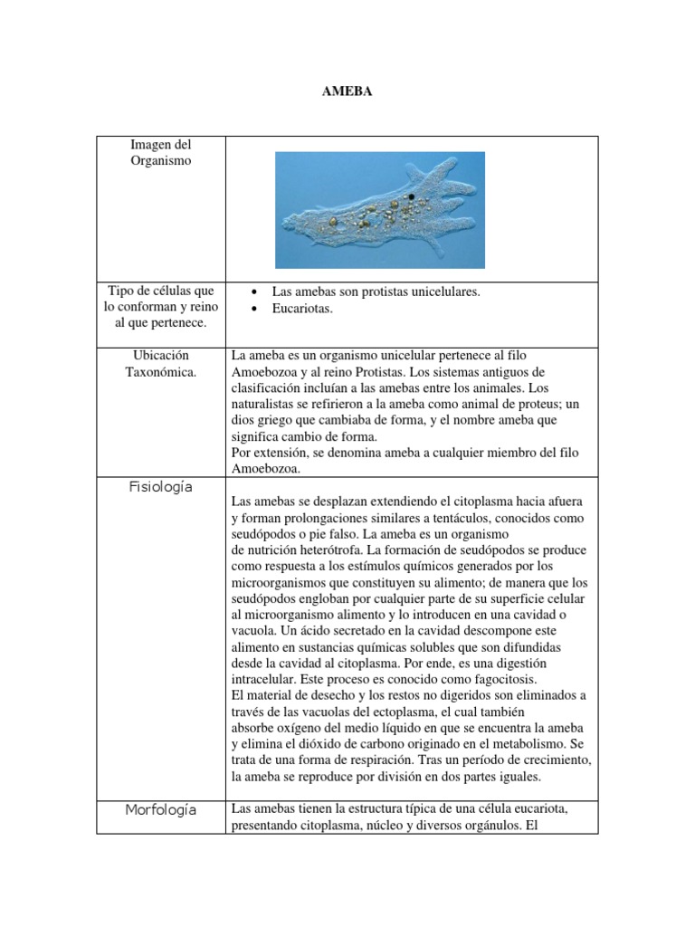 Ameba | PDF | Biología | Organismos