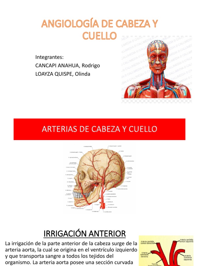 Angiología de Cabeza y Cuello | PDF | Lengua | Tiroides