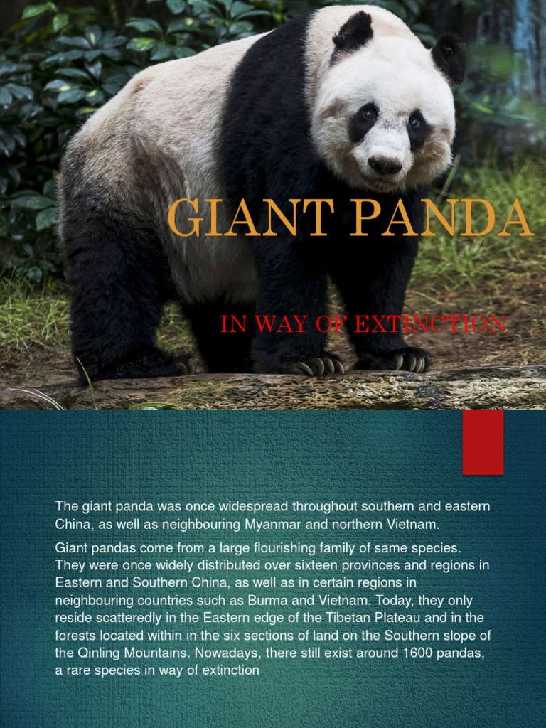 Giant Panda: in Way of Extinction | PDF | Giant Panda | Bamboo