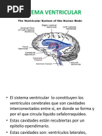 Conducto Ependimario | PDF | Sistema nervioso central | Anatomía humana