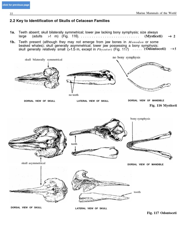 2.2 Key To Identification of Skulls of Cetacean Families | PDF | Skull ...