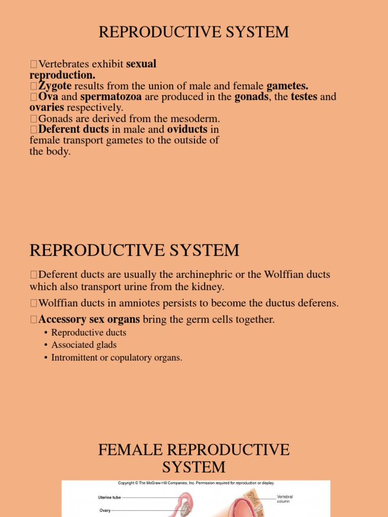Reproductive System: Vertebrates Exhibit Sexual | PDF | Ovary | Uterus