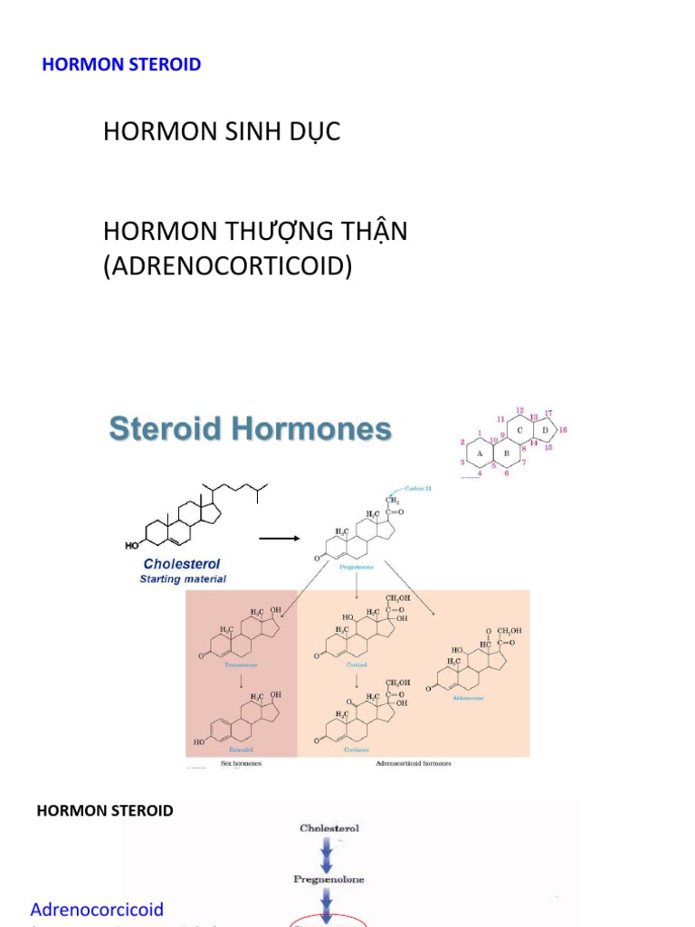 Hormon Steroid - Hormon Sinh D C | PDF