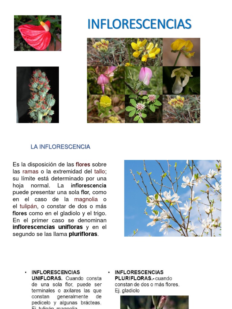 Inflorescencias 2 | PDF