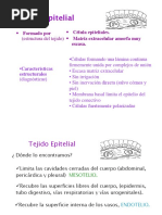 05 Tejidos Epiteliales III Especializaciones Del Dominio Basolateral ...