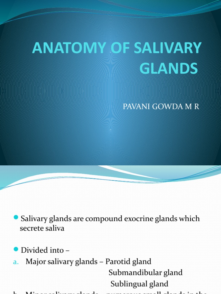 Salivary Glands: Anatomy and Functions | PDF | Human Head And Neck | Glands