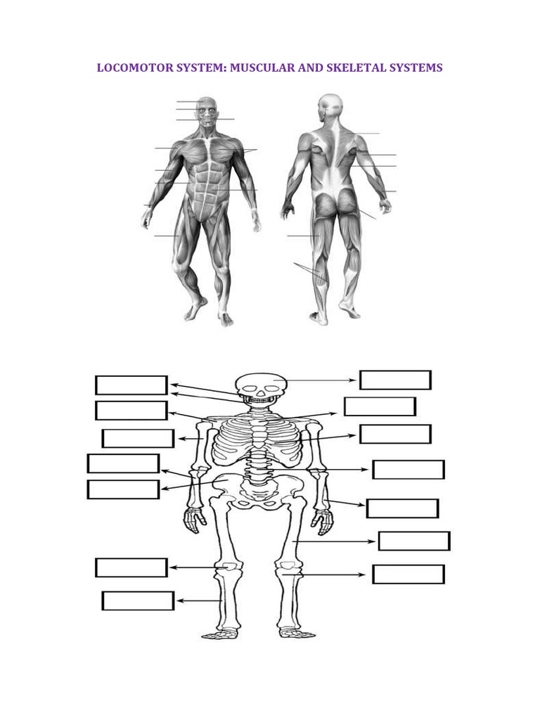 Class 5 Worksheet: Locomotor System | PDF | Human Musculoskeletal ...