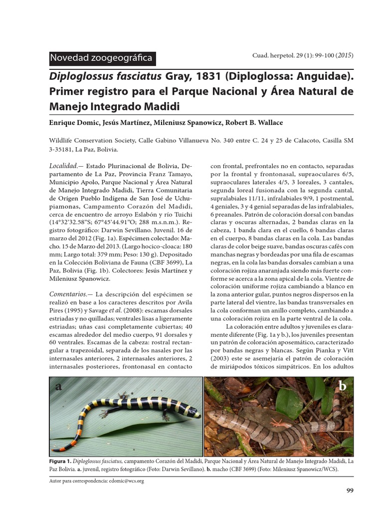 Diploglossus Fasciatus Gray, 1831 (Diploglossa: Anguidae) - Primer ...