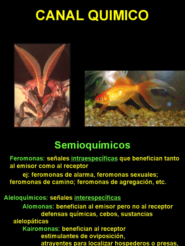 Canal Químico | PDF | Feromona | Receptor (Bioquímica)