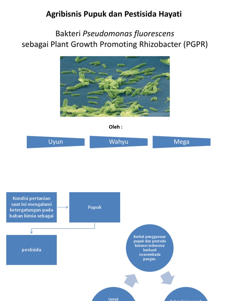 Pseudomonas Fluorescens Sebagai Plant Growth Promoting Rhizobacter ( | PDF