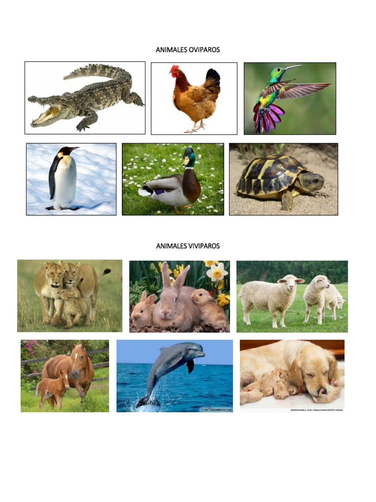 Animales Oviparos Y Viviparos Pdf