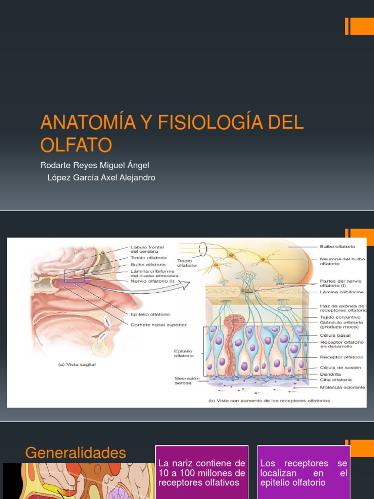 Anatomía y Fisiología Del Olfato