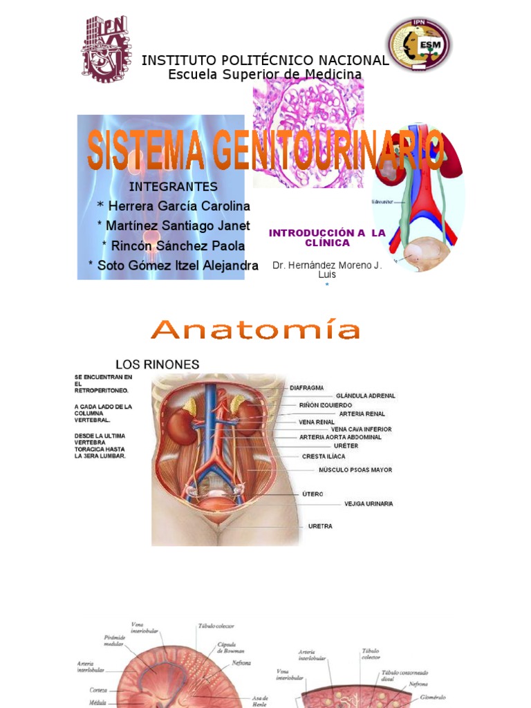 Aparato Genitourinario | PDF | Urología | Anatomia animal