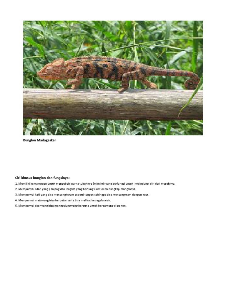 Ciri Khusus Bunglon Dan Fungsinya | PDF | Griya & Taman