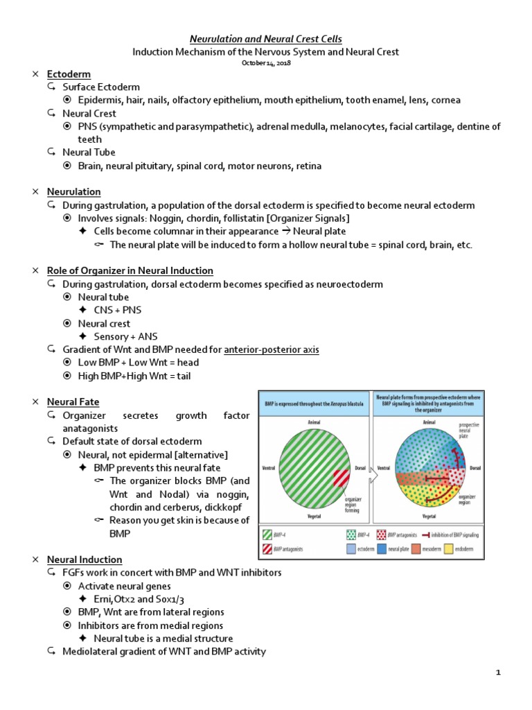 Neurulation | PDF | Nervous System | Developmental Biology
